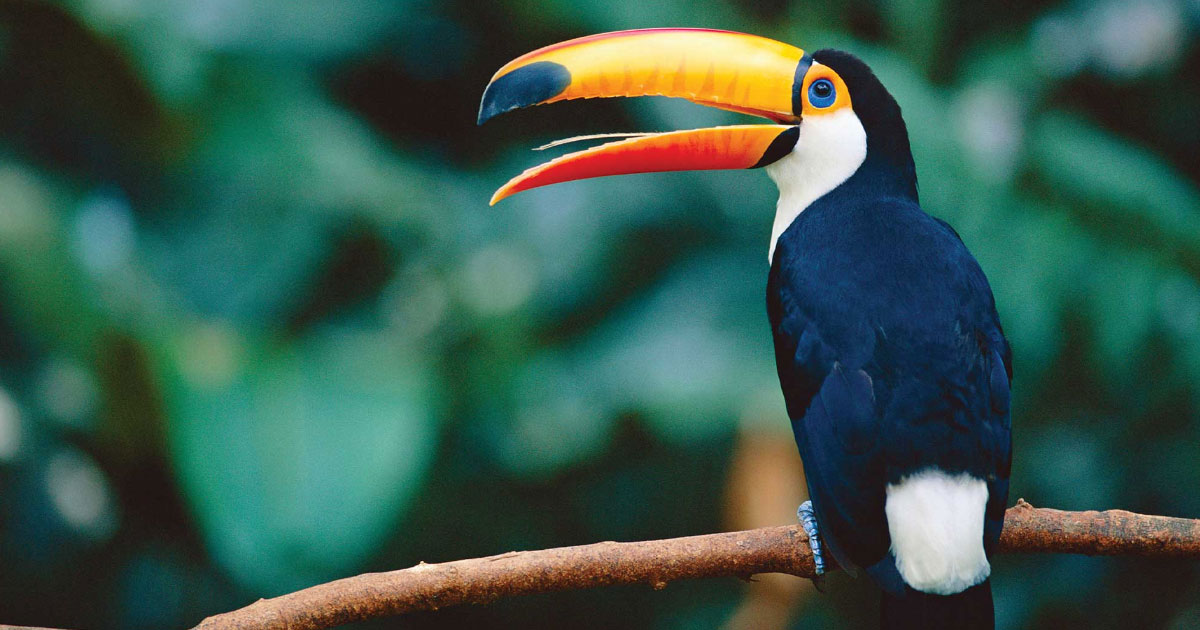 La belleza de la fauna silvestre en Colombia - Vive Destinos