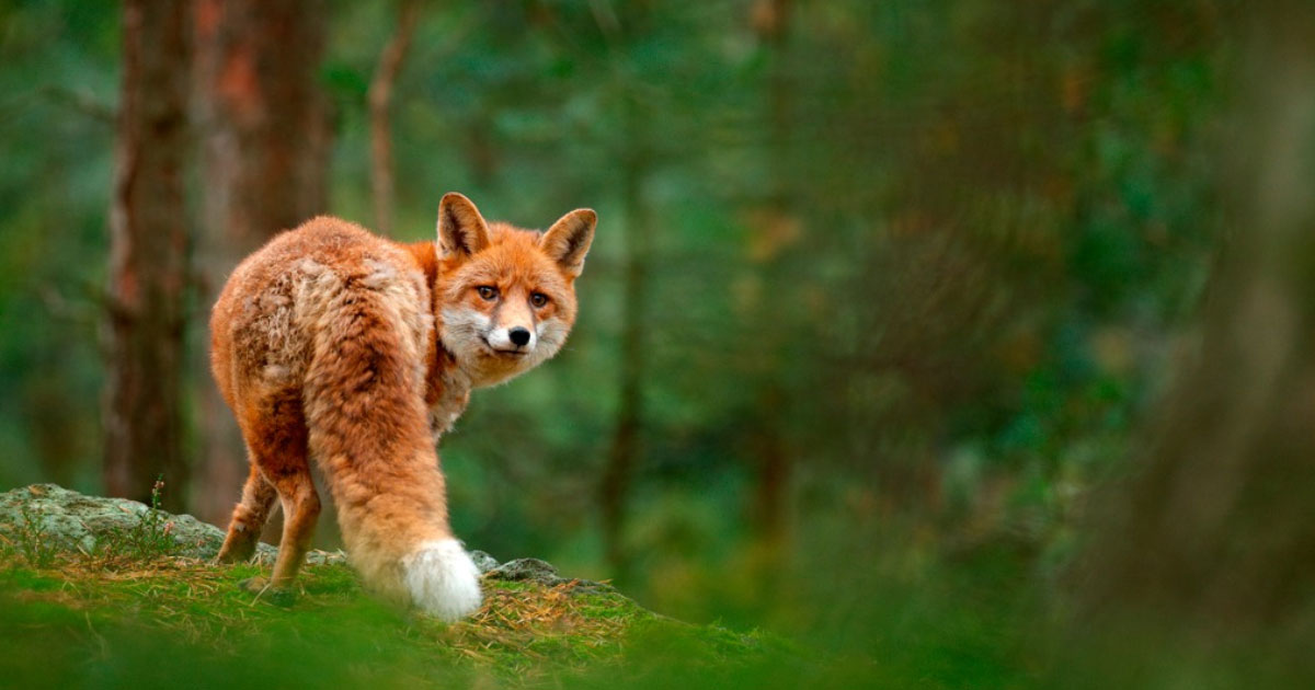 La belleza de la fauna silvestre en Colombia - Vive Destinos